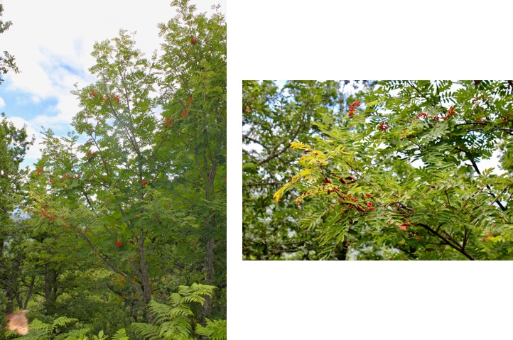 Serbal de los cazadores – Montaña y Corazón